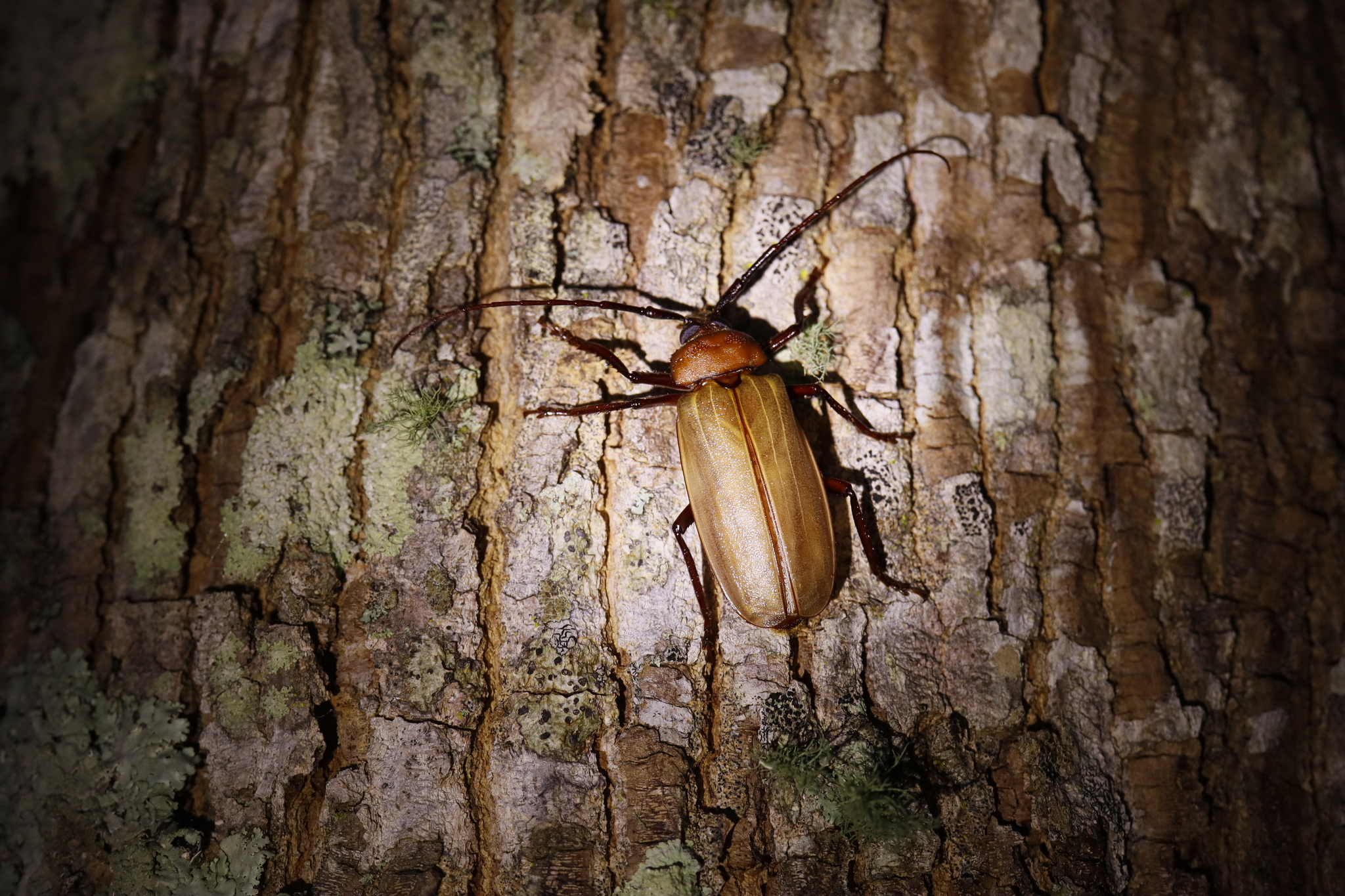 Agrianome spinicollis (MacLeay, 1826)