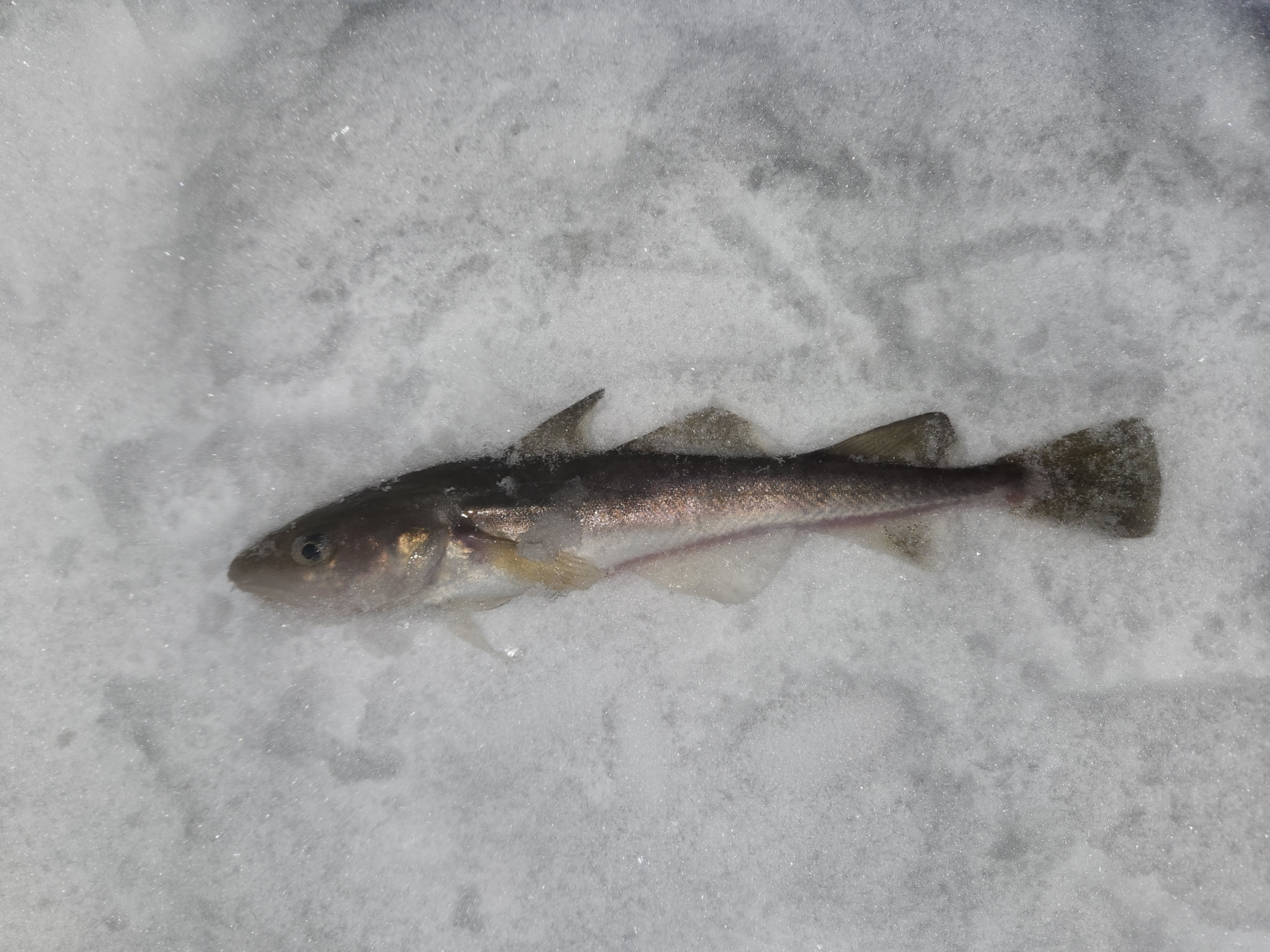 Microgadus Gill, 1865