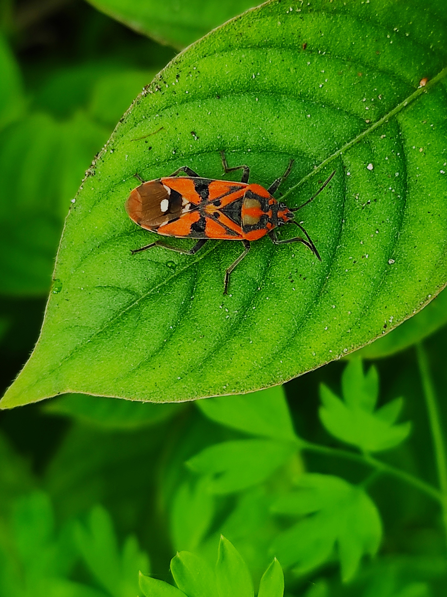 Spilostethus pandurus (Scopoli, 1763)