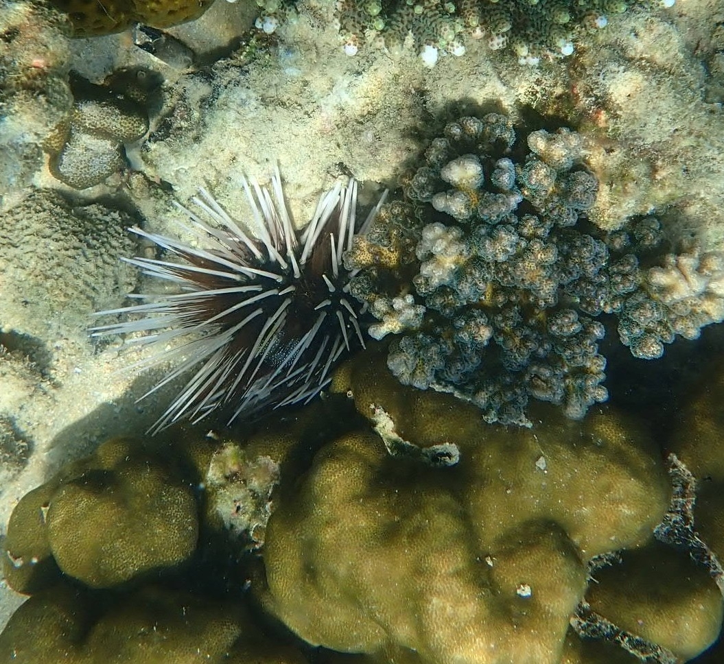 Echinothrix calamaris (Pallas, 1774)
