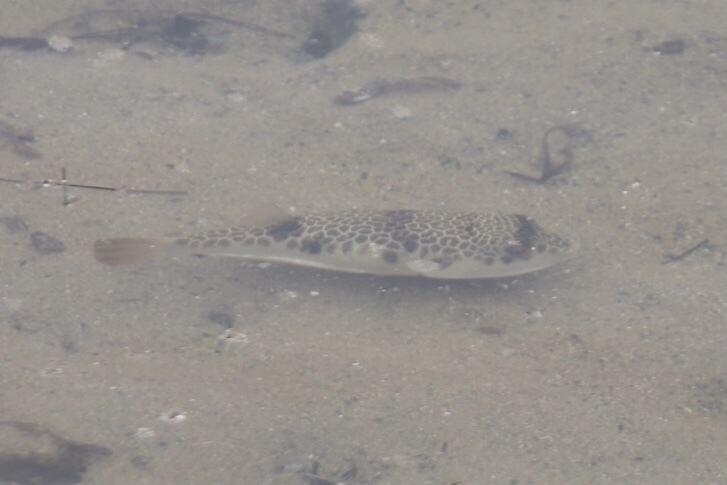Smooth Toadfish from Western Port, San Remo, VIC, AU on January 27 ...