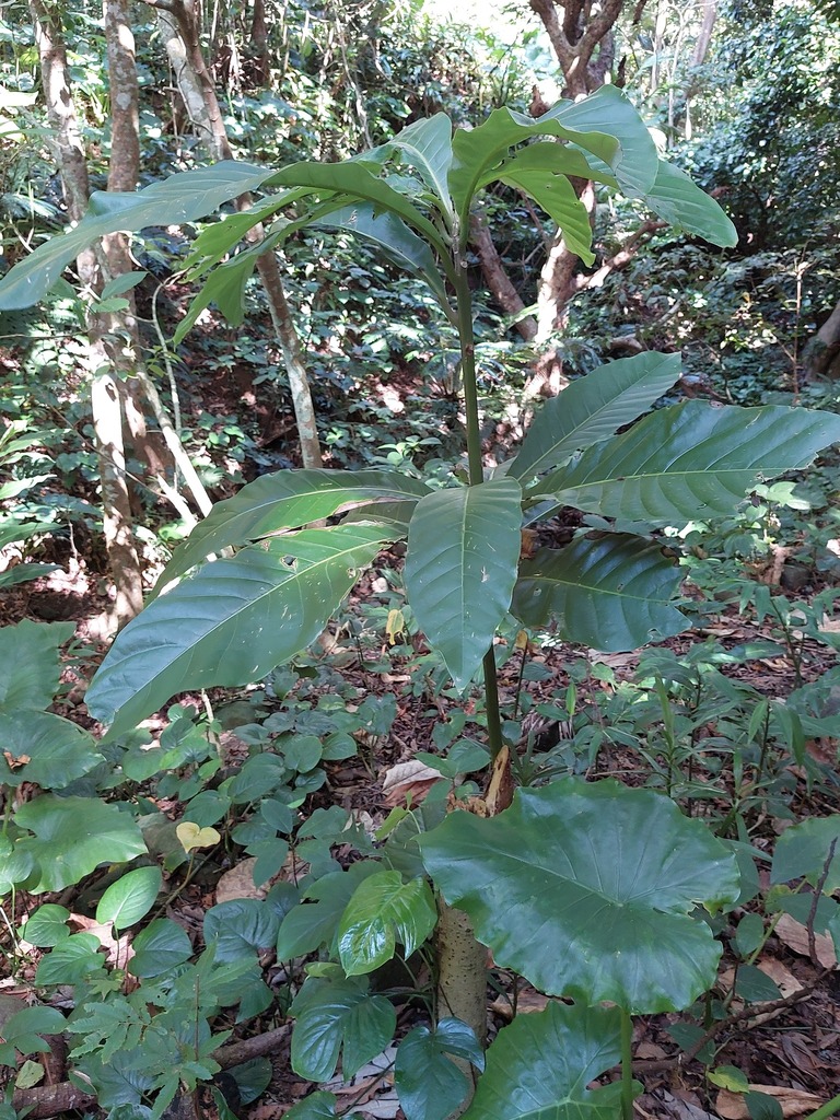 Engkala in January 2023 by 胡正恆(Jackson Hu) · iNaturalist
