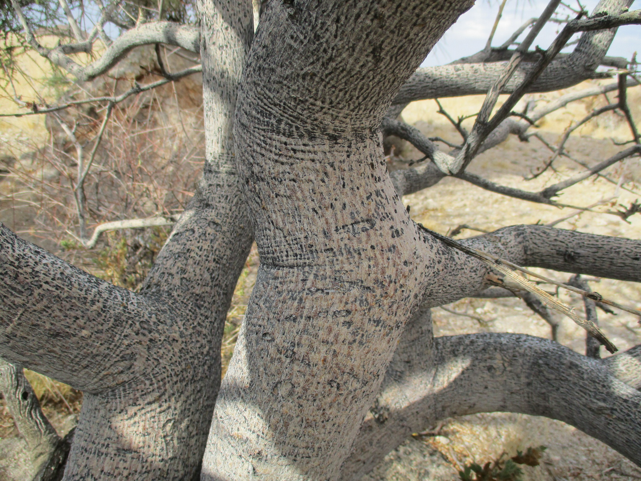 Commiphora saxicola Engl.