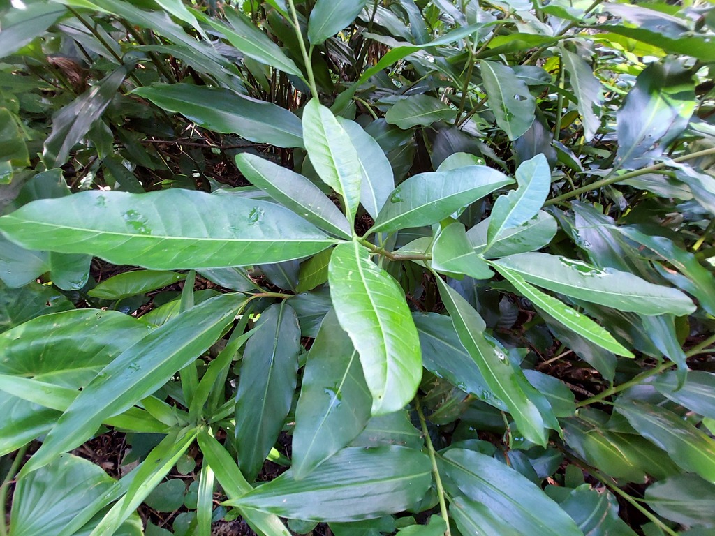 Grey Milkwood from 台灣台東縣 on January 14, 2023 at 01:57 PM by 胡正恆(Jackson ...