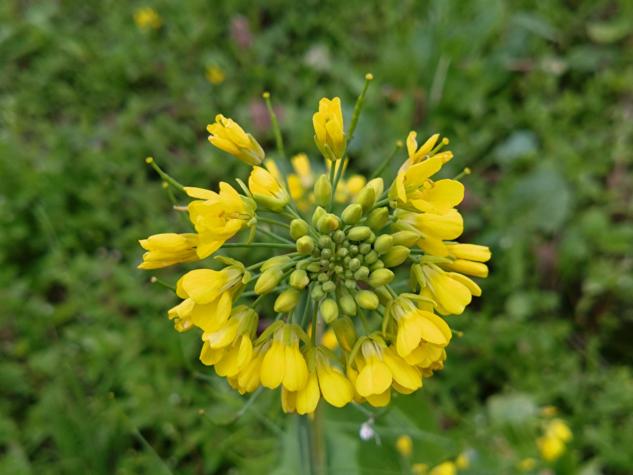 Brassica rapa L.