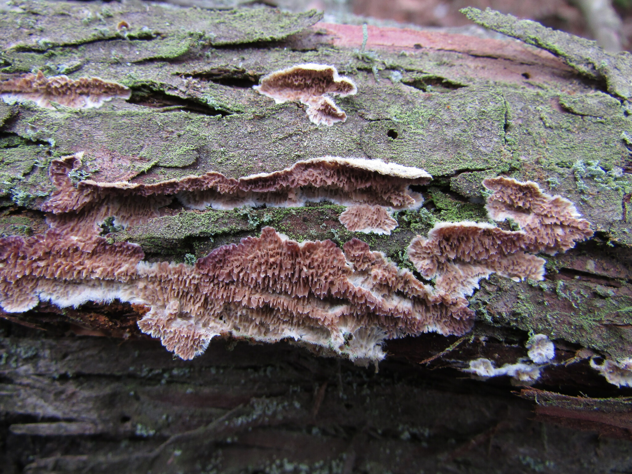 Trichaptum fuscoviolaceum (Ehrenb.) Ryvarden