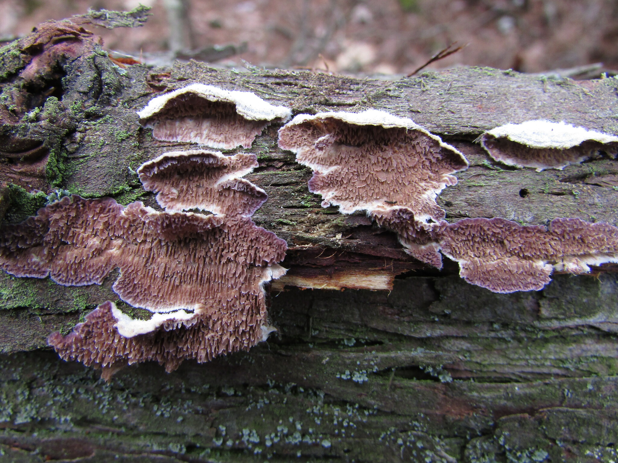 Trichaptum fuscoviolaceum (Ehrenb.) Ryvarden