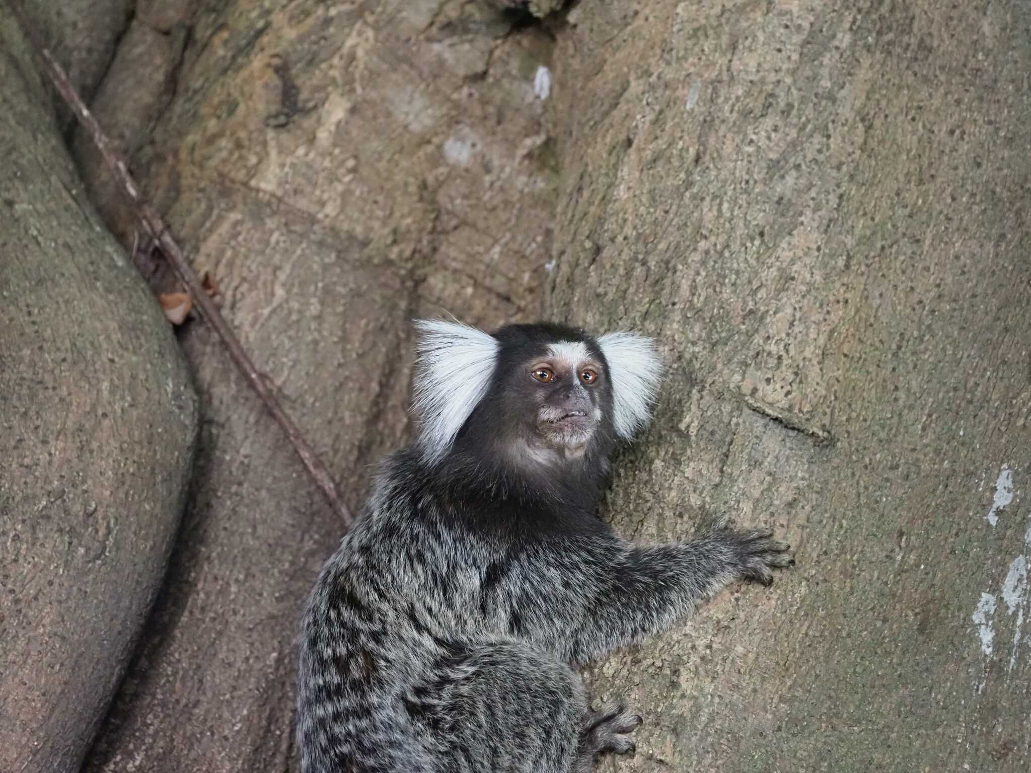 Callithrix jacchus (Linnaeus, 1758)