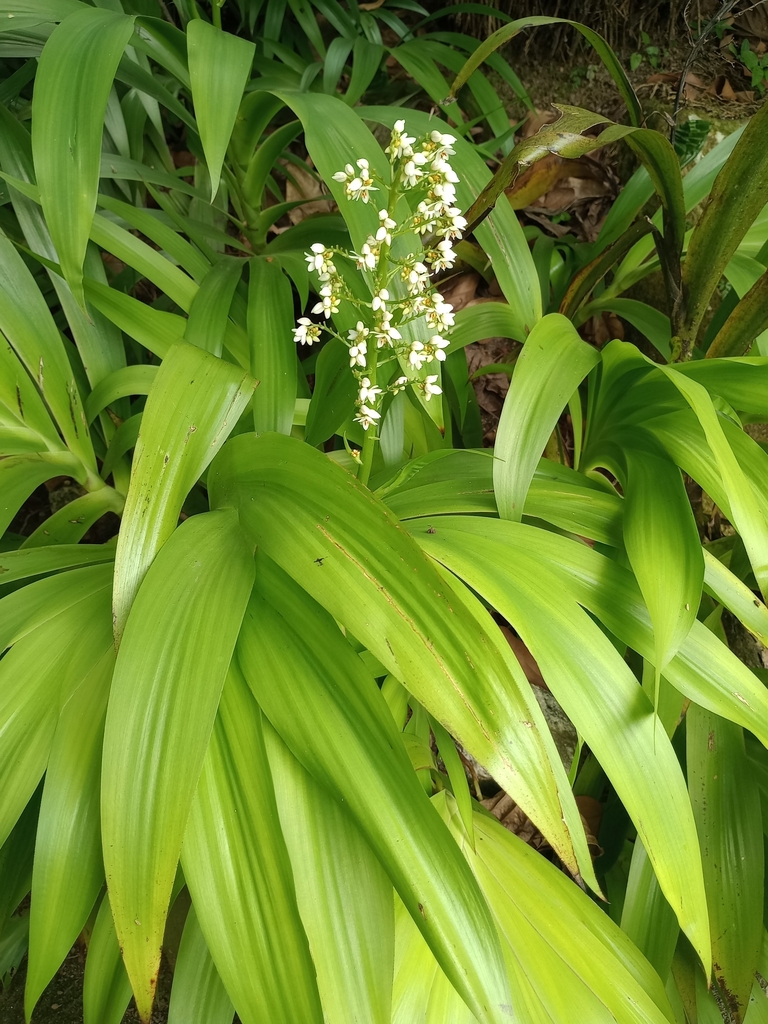 palmita from Rio de Janeiro on January 28, 2023 at 11:57 AM by Pedro G ...