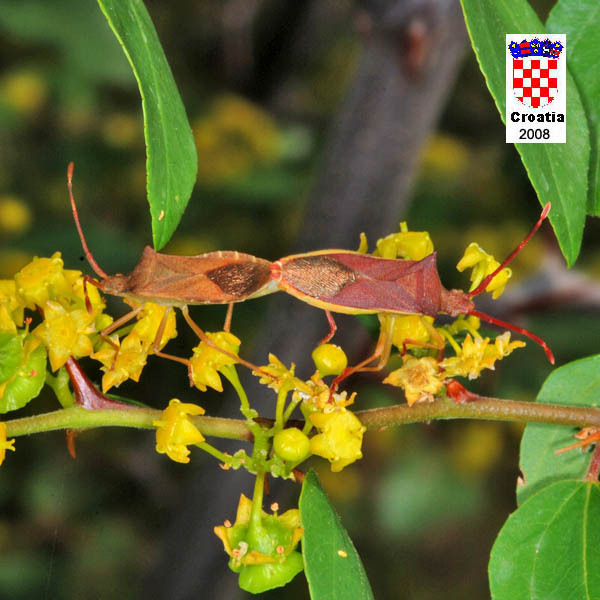 Box Bug from Mirca, Croatia on May 30, 2008 at 09:04 AM by Gábor ...