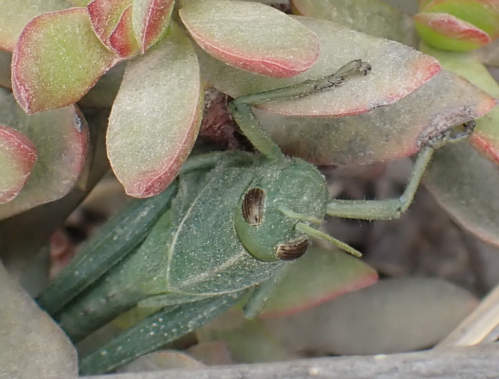 Garden Locust from Garden Route District Municipality, South Africa on ...