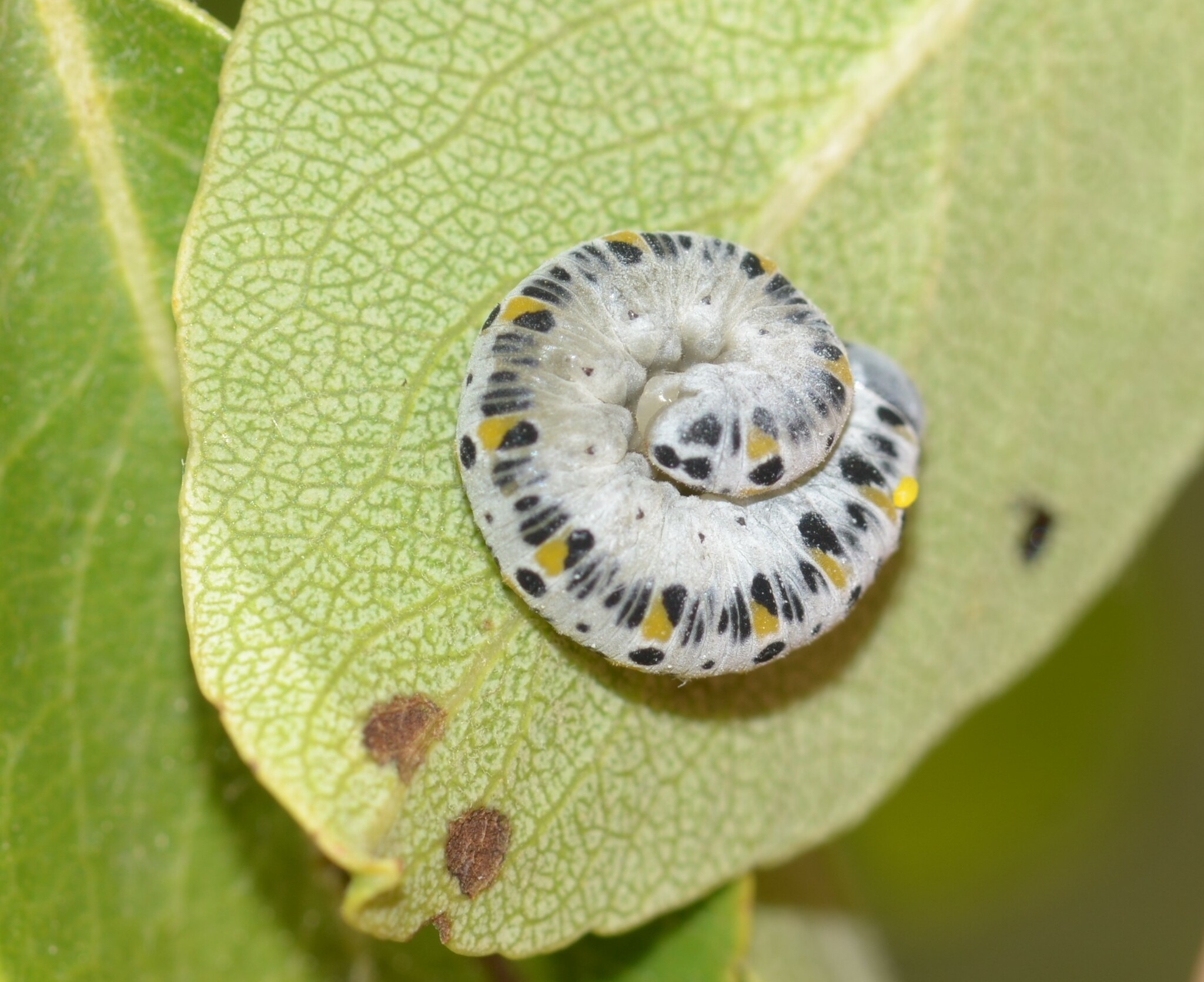 Cimbex quadrimaculatus (O.F.Müller, 1766)