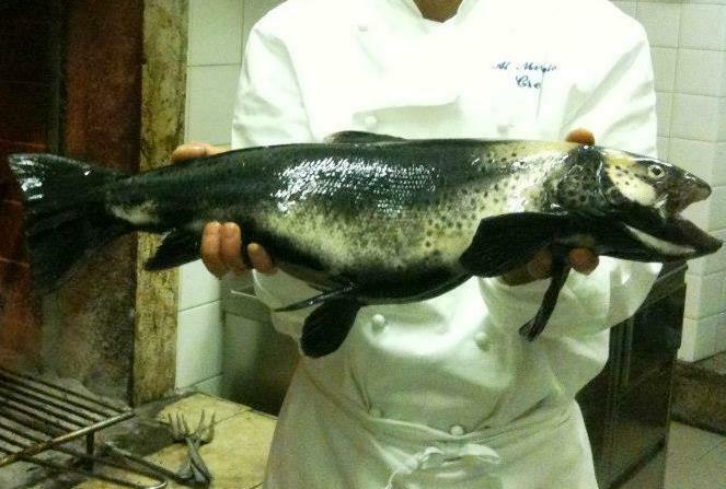 Каспийский лосось (Тілтістер мен балықтар. Қазақстан) · iNaturalist