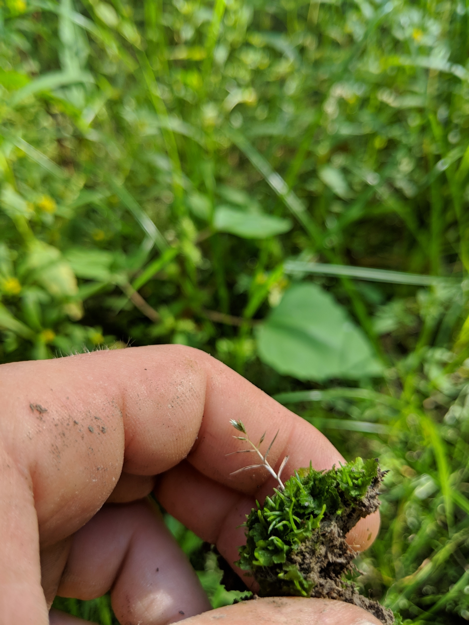 Phaeoceros laevis (L.) Prosk.