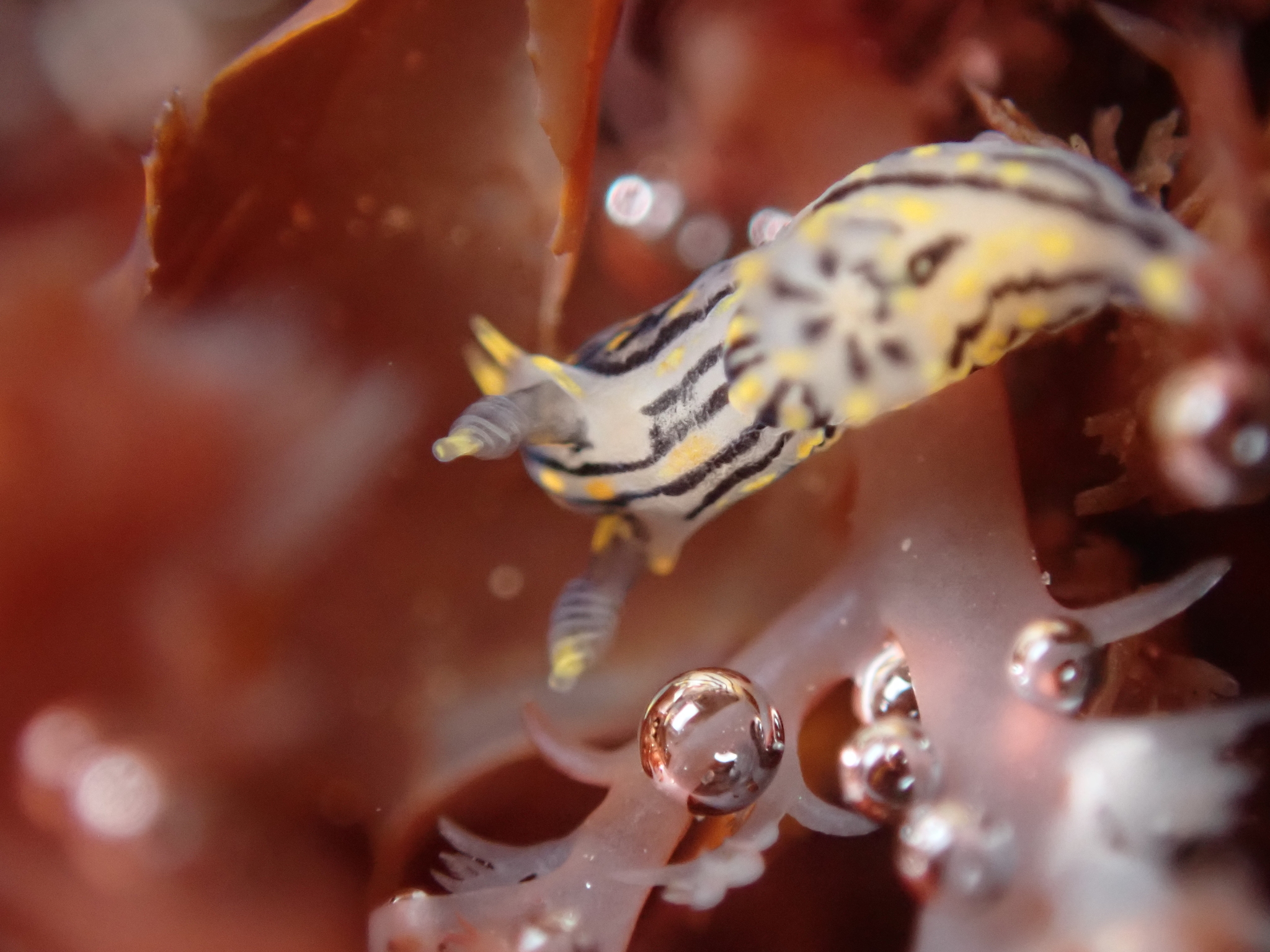 Polycera atra MacFarland, 1905