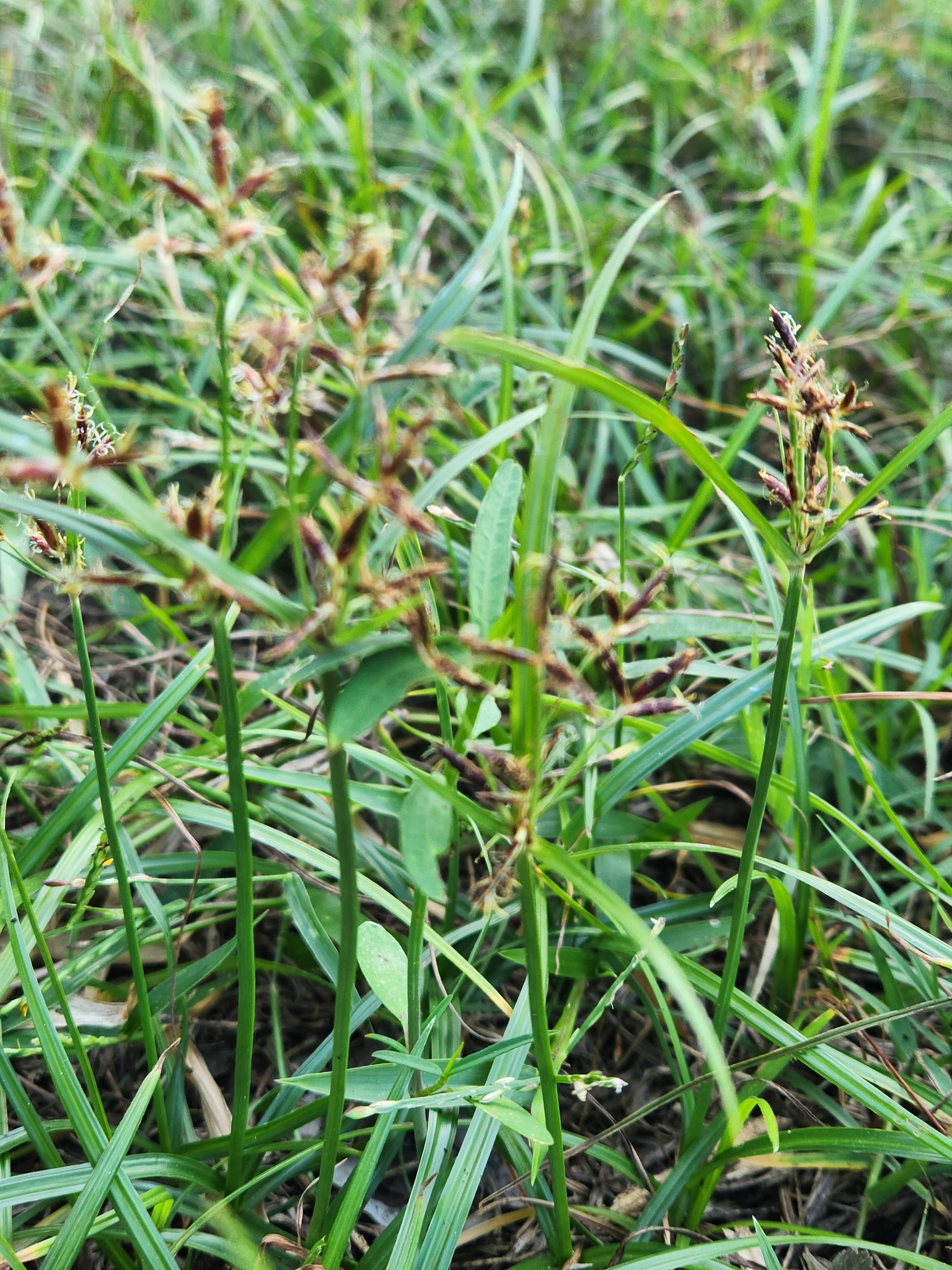 Cyperus rotundus L.