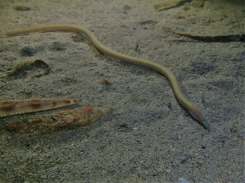 Longfinned Worm Eel (Fishes of Port Phillip Bay, Victoria) · iNaturalist