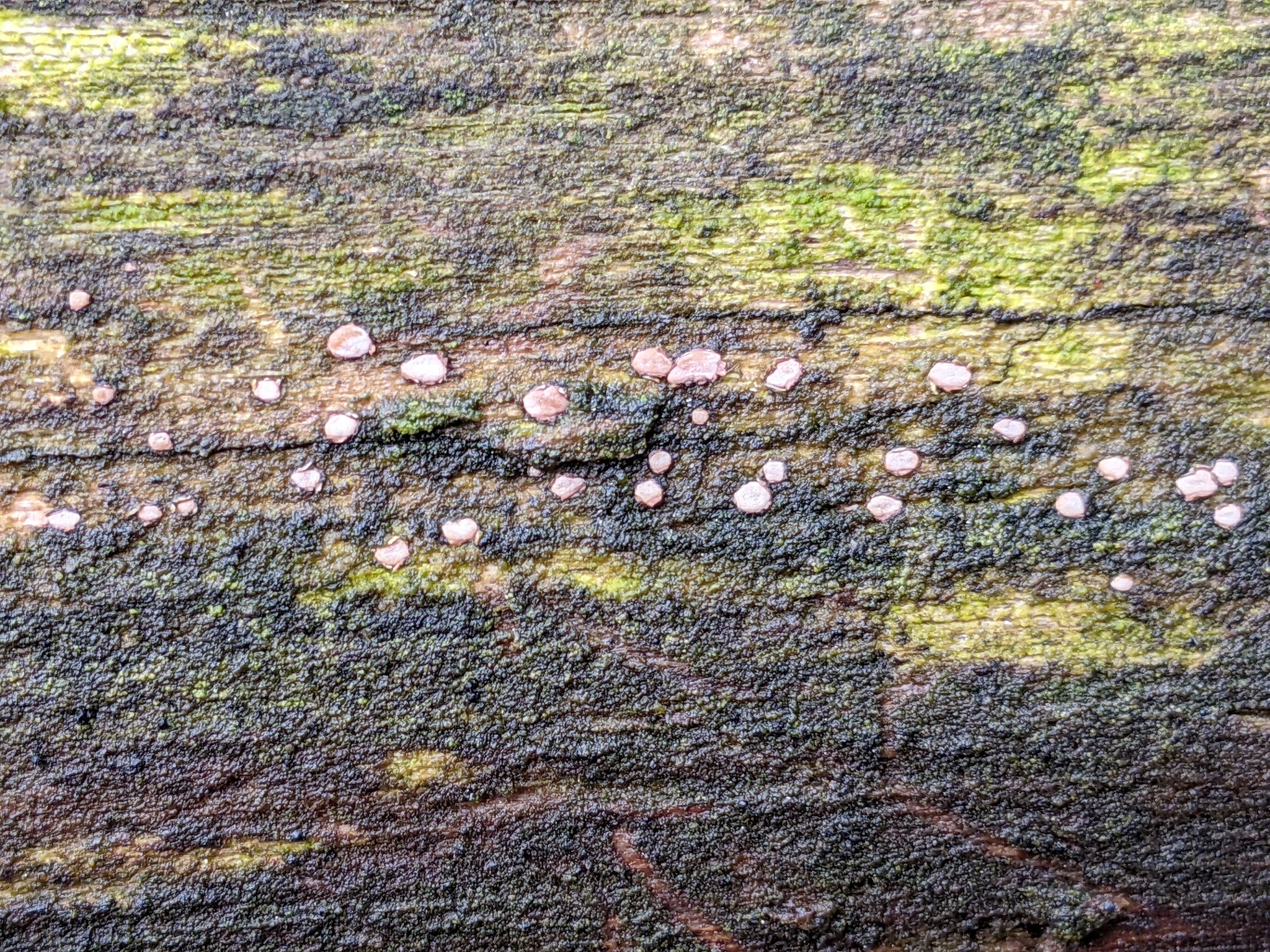 Propolis farinosa (Pers.) Fr.