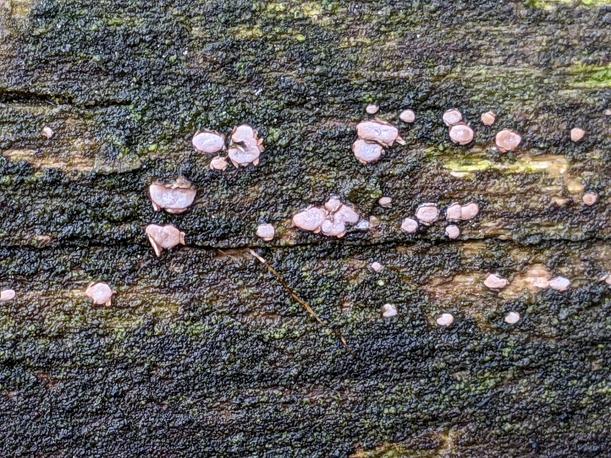 Propolis farinosa (Pers.) Fr.