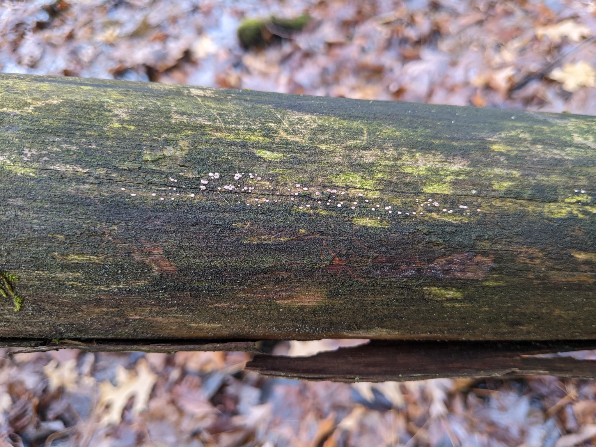 Propolis farinosa (Pers.) Fr.