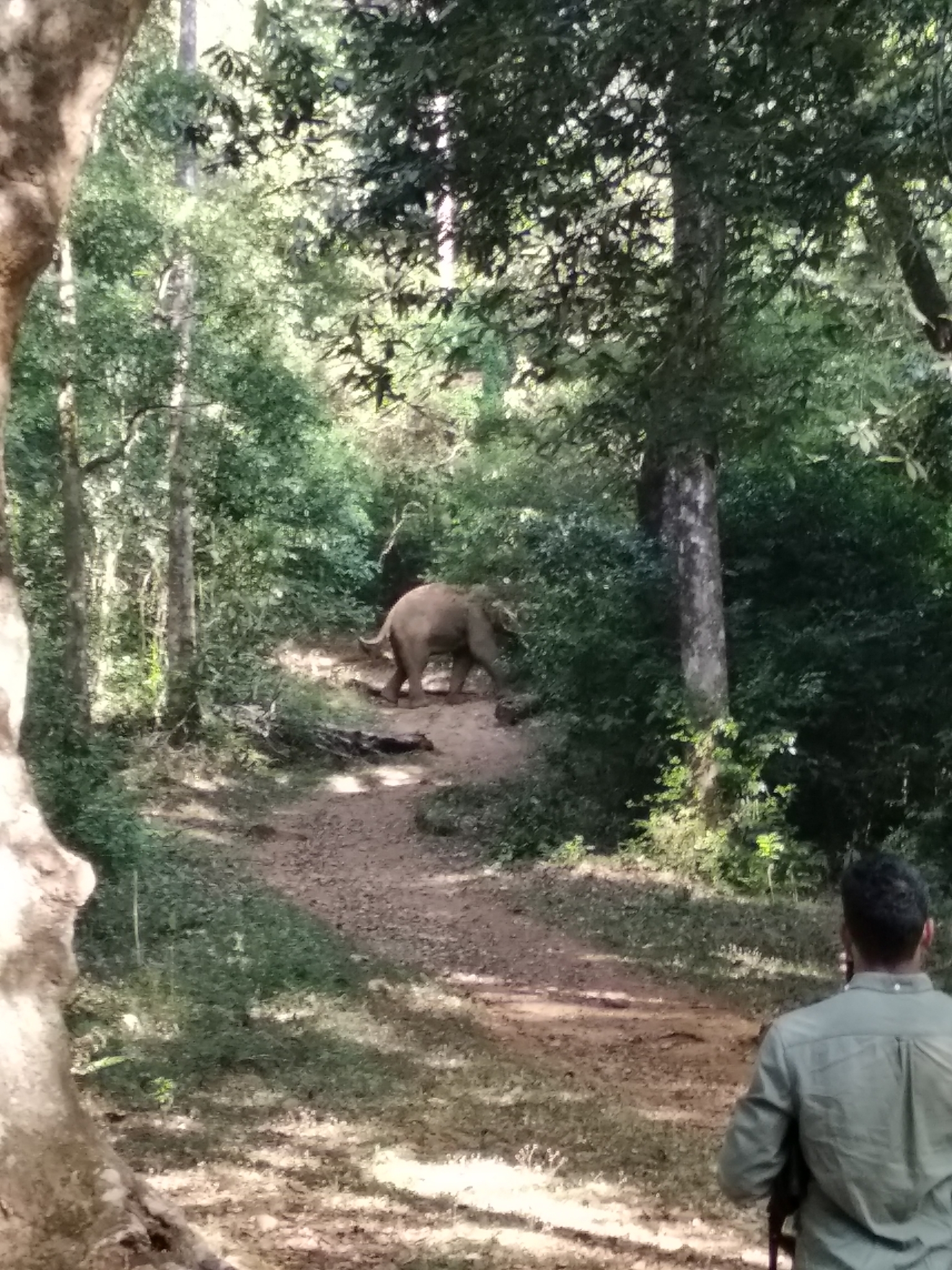 Elephas maximus Linnaeus, 1758