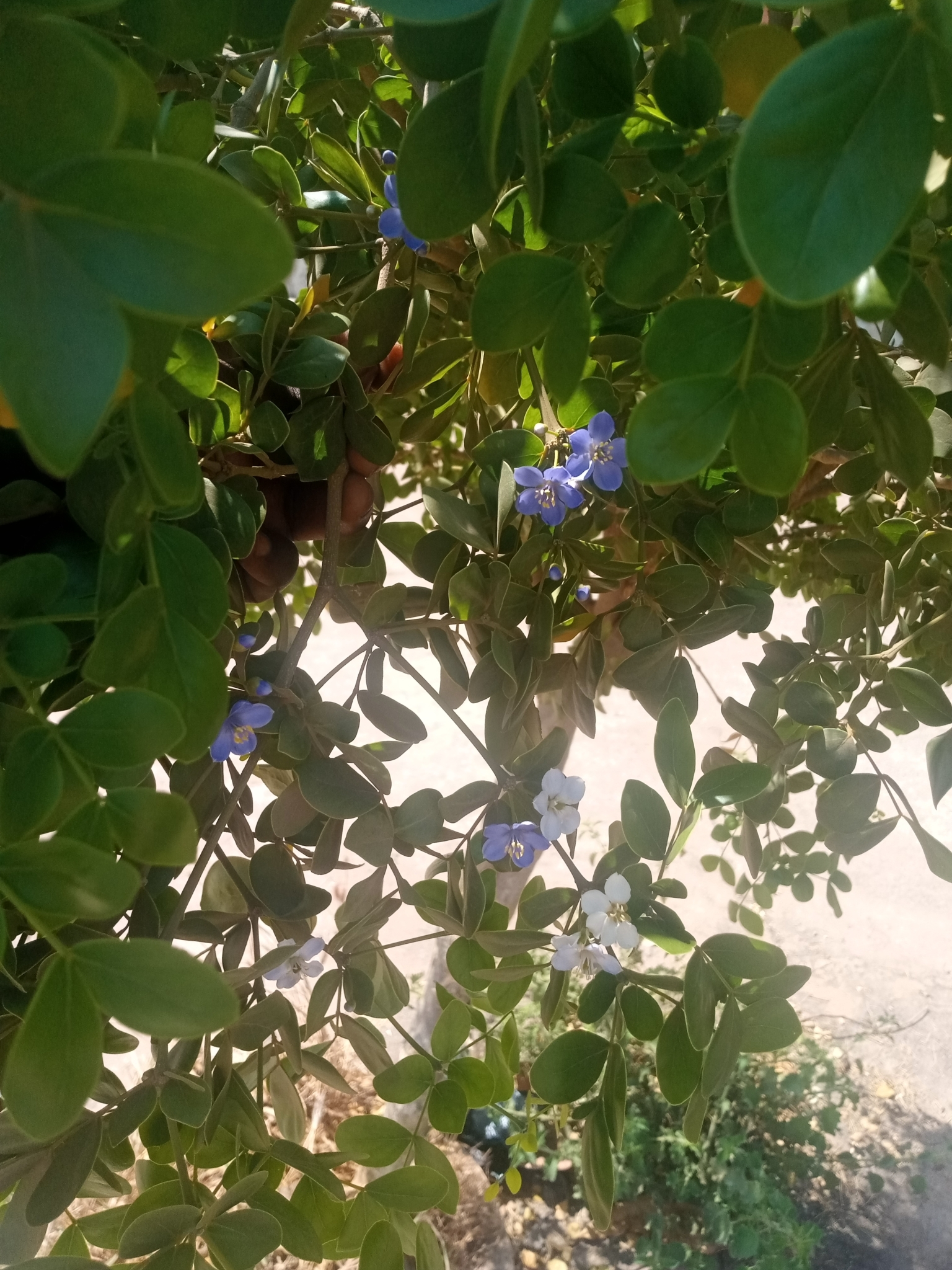 Guaiacum officinale L.