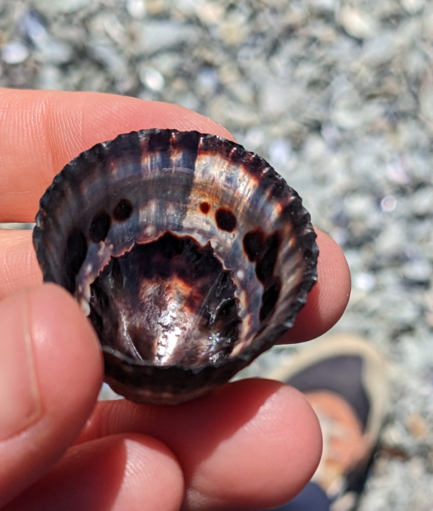 Nacella magellanica (Gmelin, 1791)