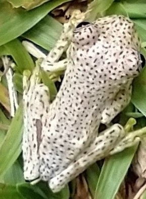 Leopard Tree Frog from Limoeiro, Castelo - ES, 29360-000, Brasil on ...