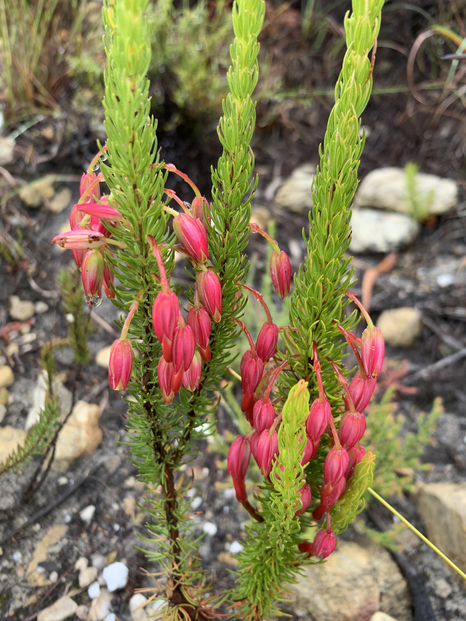 Erica plukenetii L.