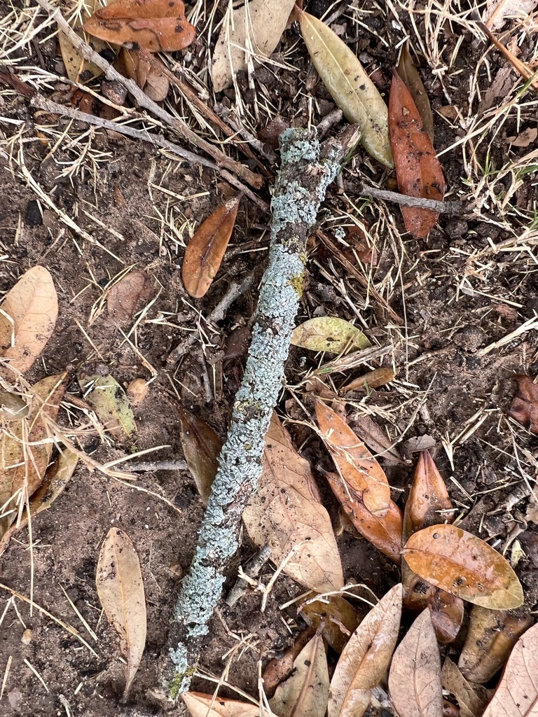 Eastern speckled shield lichen from Baylor University, Waco, TX, US on ...