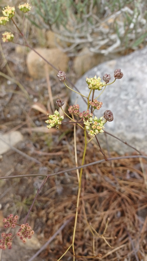 Lichtensteinia obscura from Myburgh Park, Langebaan, 7357, South Africa ...