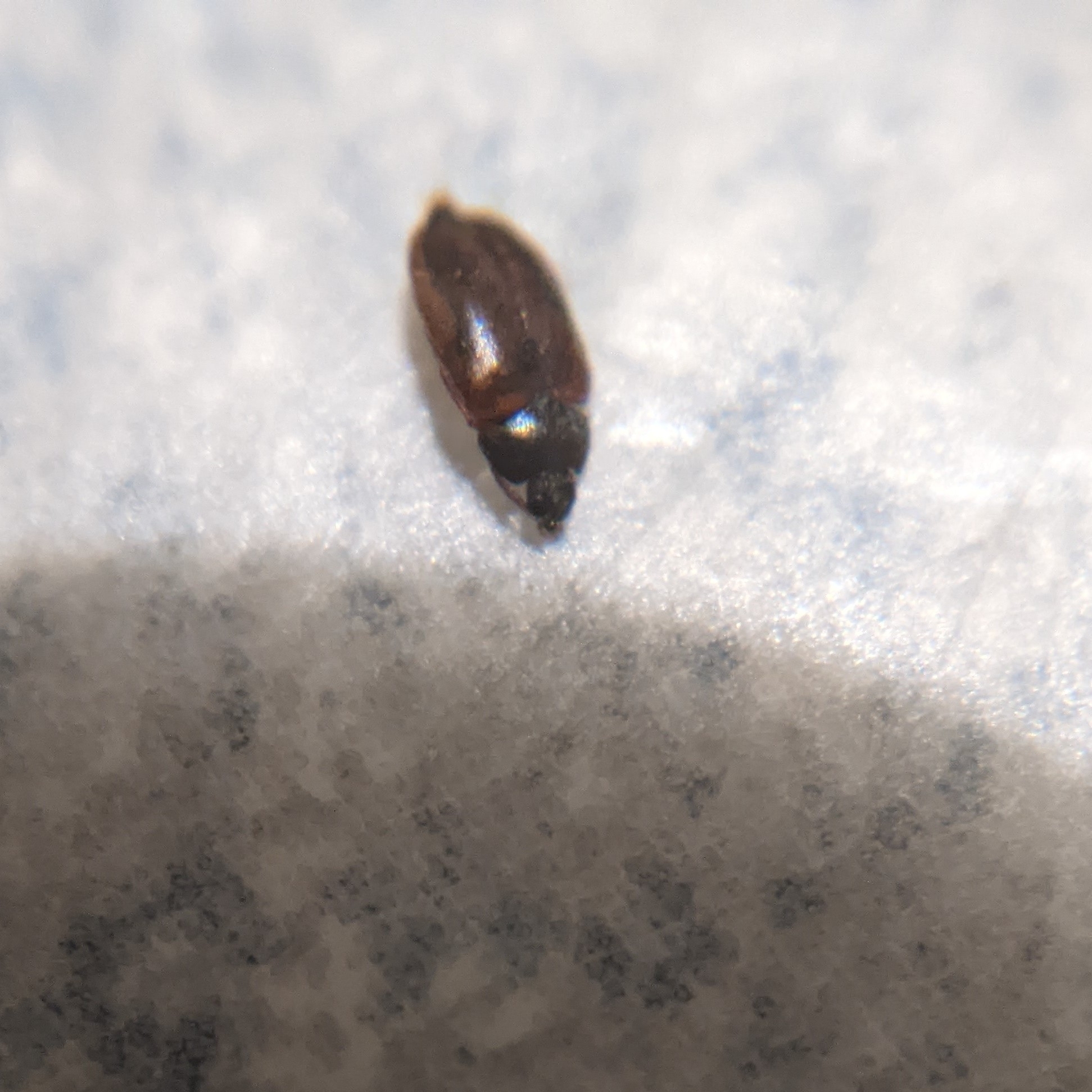 Dermestidae