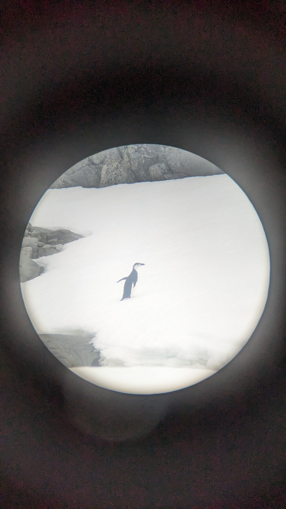 Pygoscelis antarcticus (J.R.Forster, 1781)