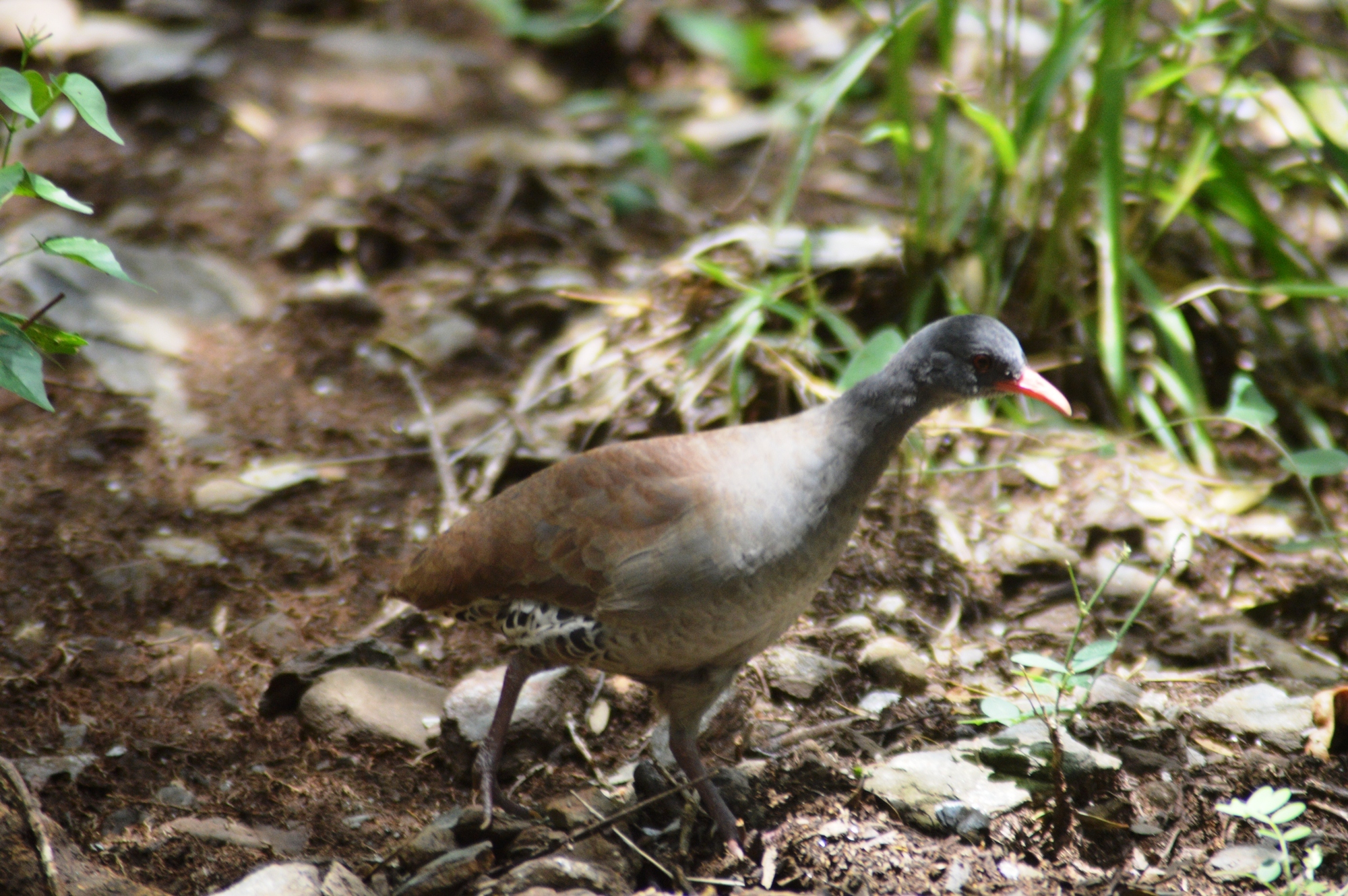 Crypturellus Brabourne & C.Chubb, 1914