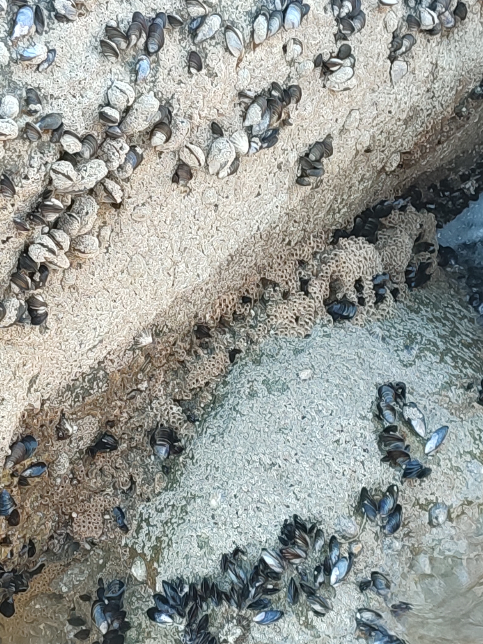 Sabellaria alveolata (Linnaeus, 1767)