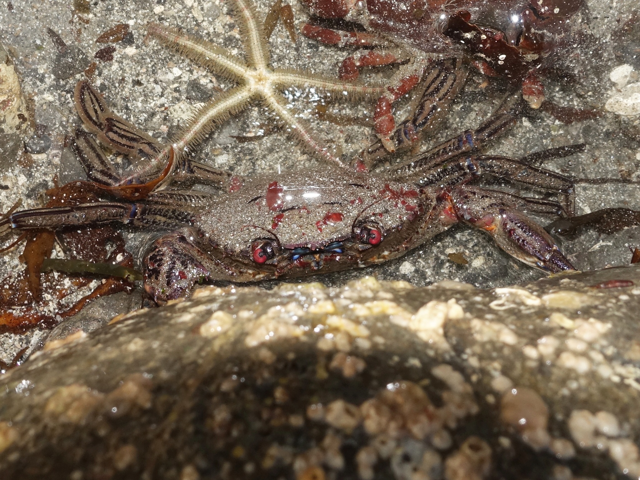 Necora puber (Linnaeus, 1767)