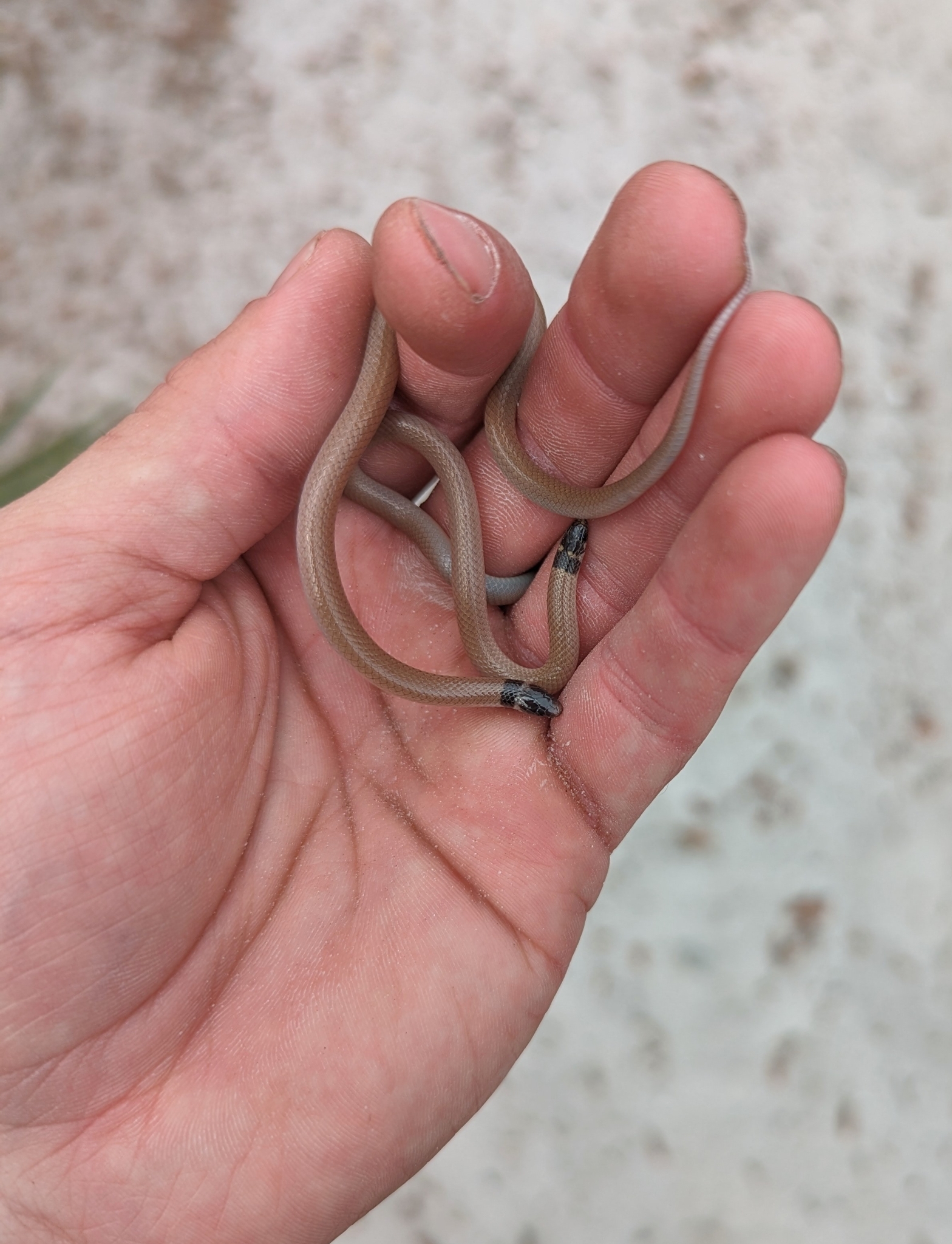 Tantilla relicta Telford, 1966