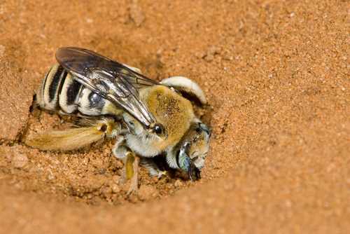 Cactus chimney bees (Complex Diadasia australis) · iNaturalist