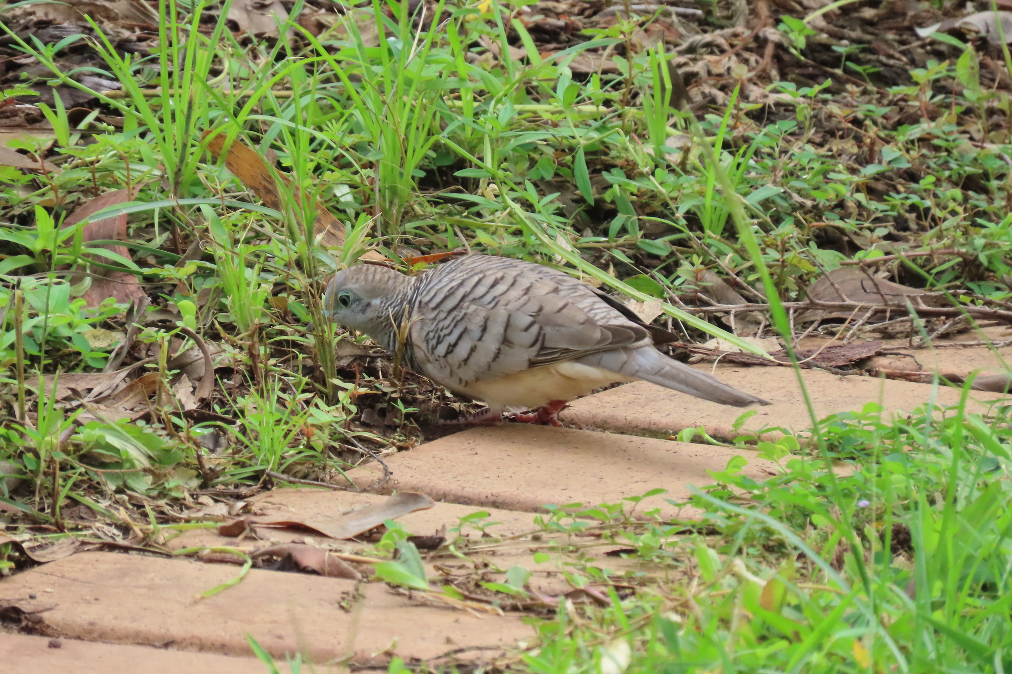 Geopelia placida Gould, 1844