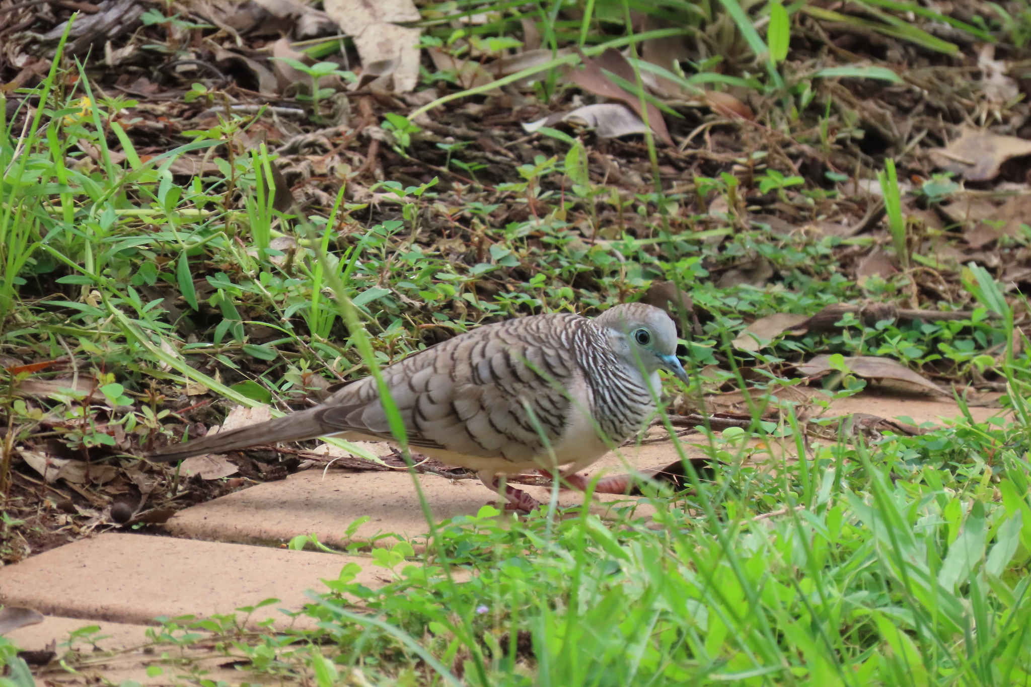 Geopelia placida Gould, 1844