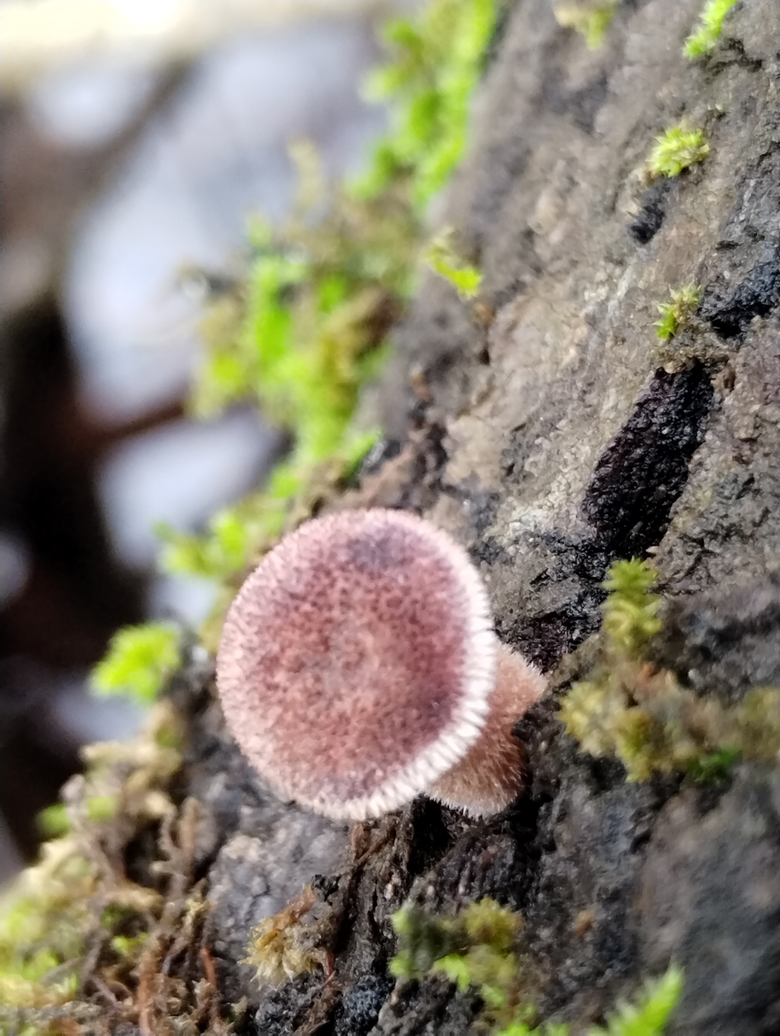 Panus neostrigosus Drechsler-Santos & Wartchow