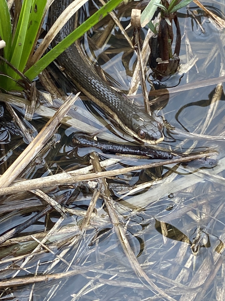 Graham's Crayfish Snake from Deer Park, TX, US on January 28, 2023 at ...