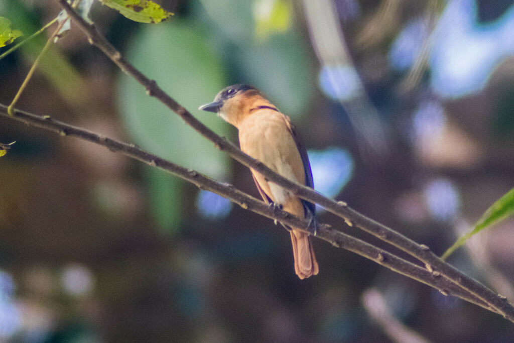 Rose-throated Becard from Palenque, Chis., México on January 28, 2023 ...