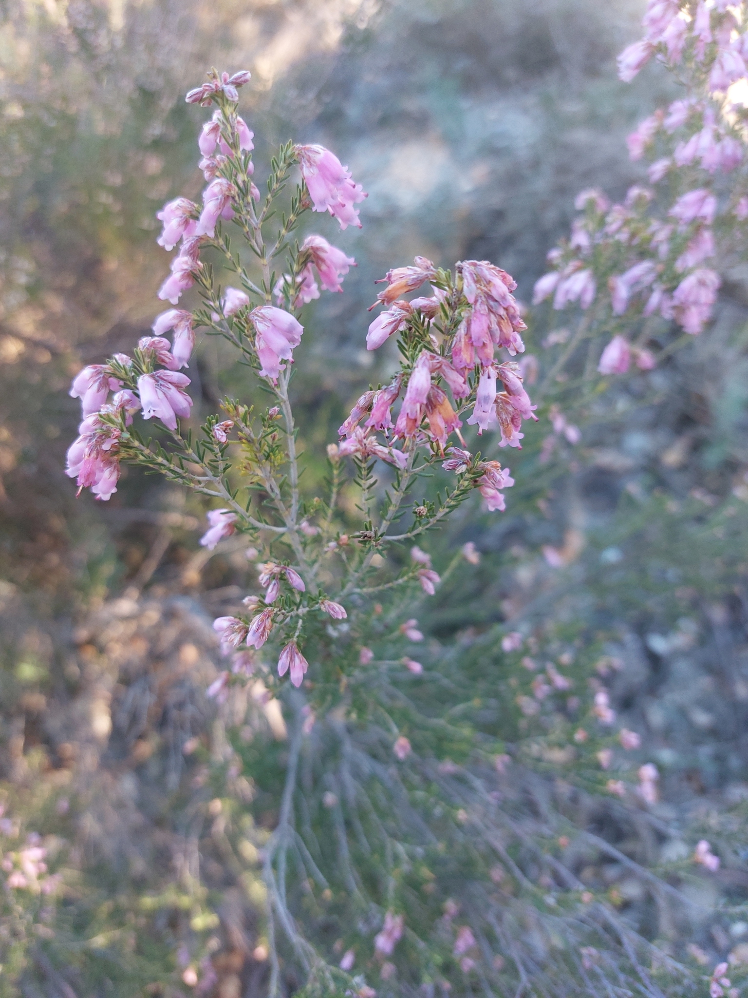 Erica australis L.