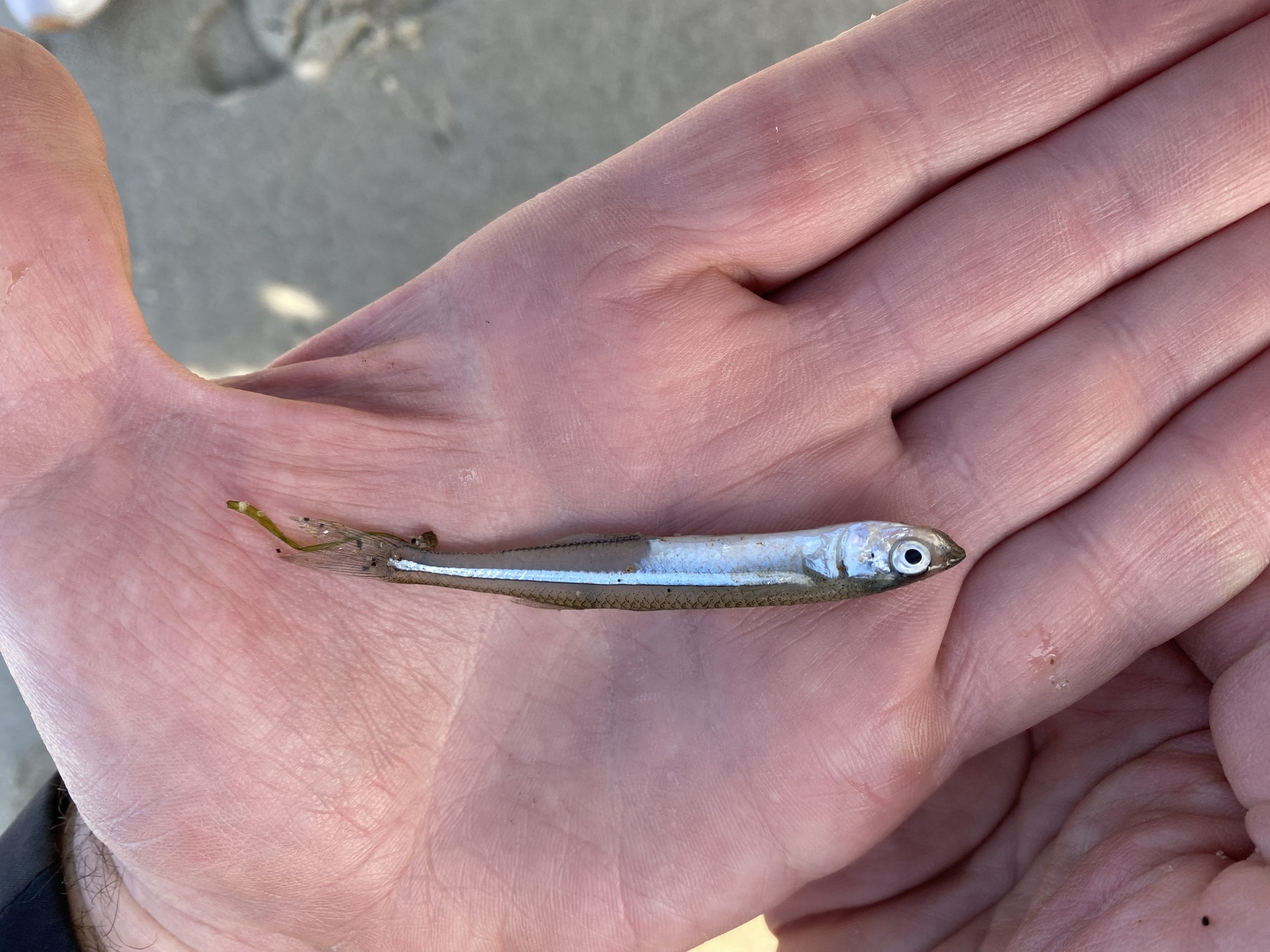 Menidia menidia (Linnaeus, 1766)