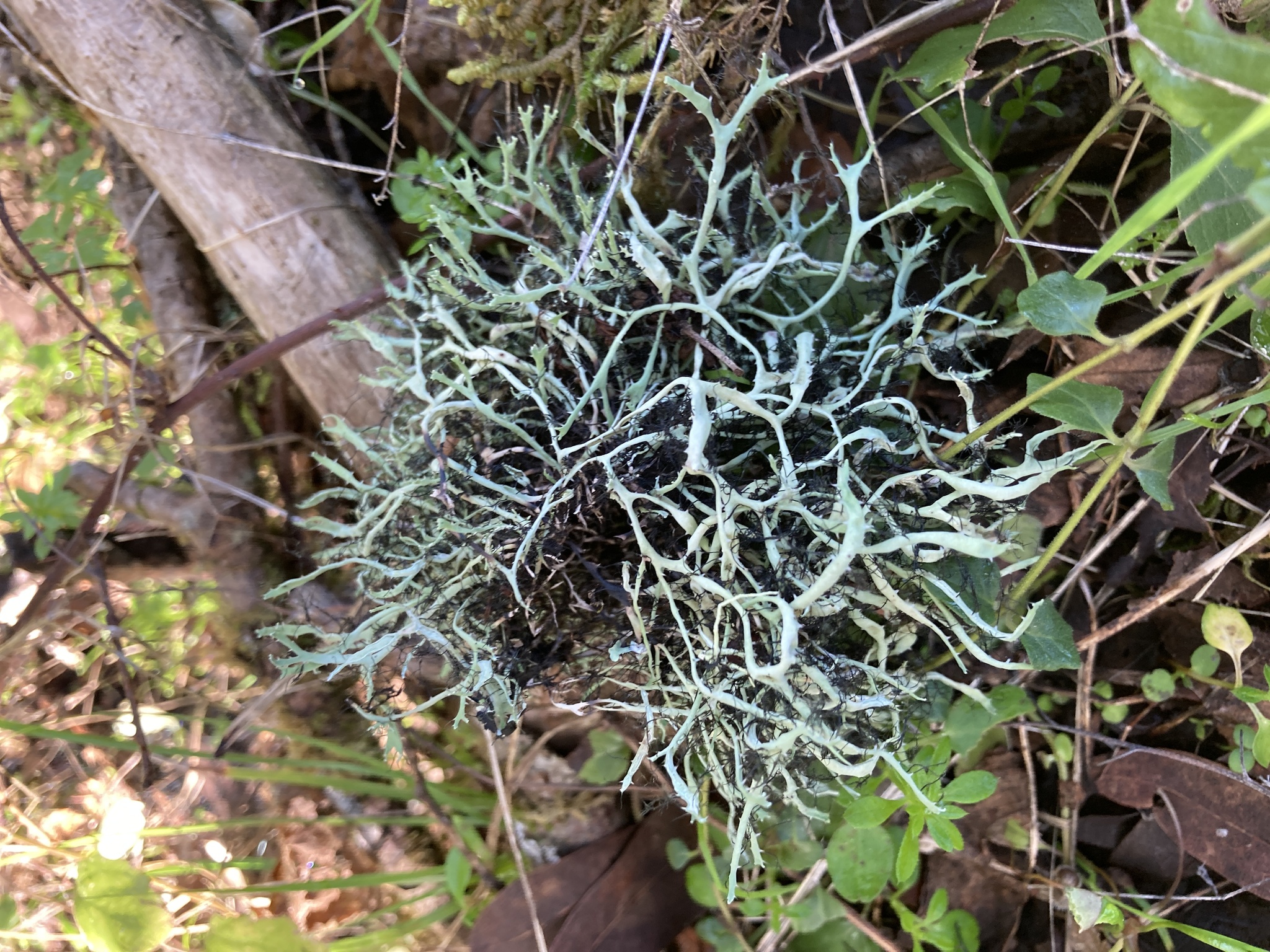 Leucodermia leucomelos (L.) Kalb