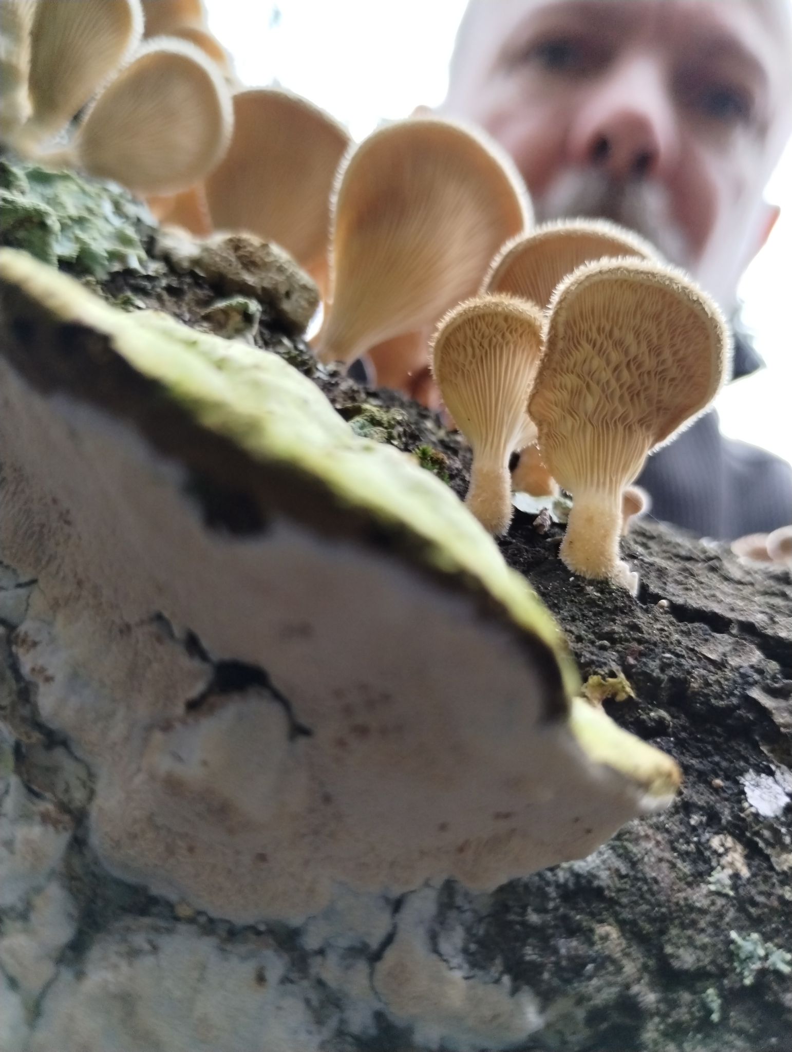 Panus neostrigosus Drechsler-Santos & Wartchow