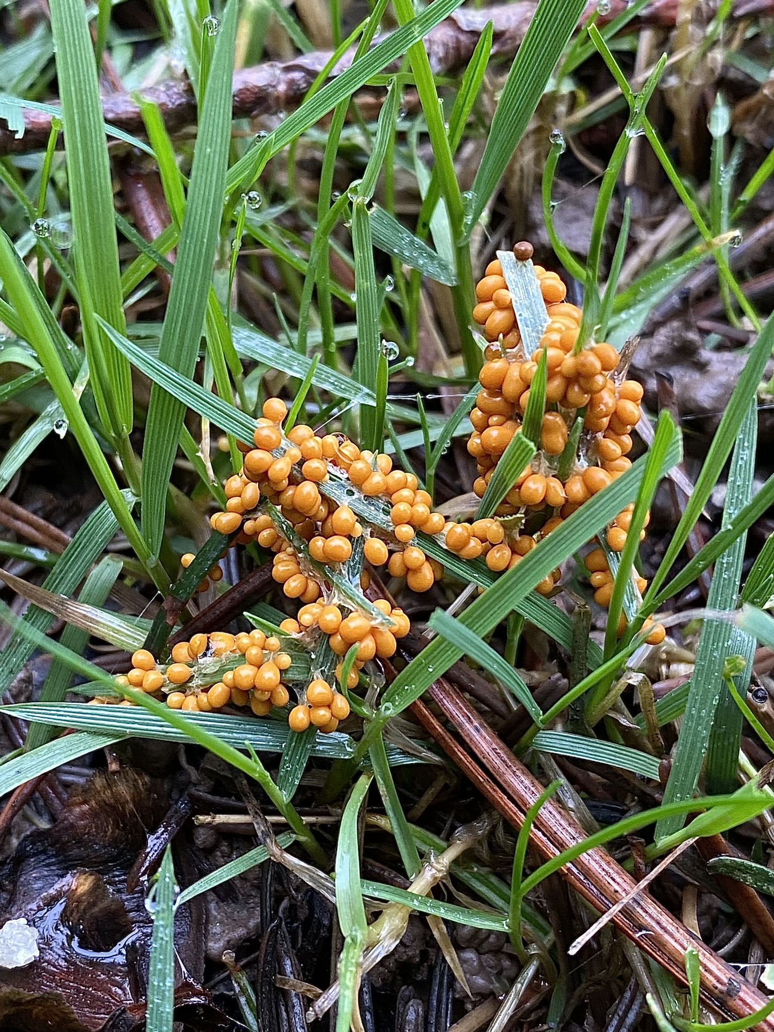 Slime mold? NW Washington state, below Doug Fir and Madrone trees, bit ...