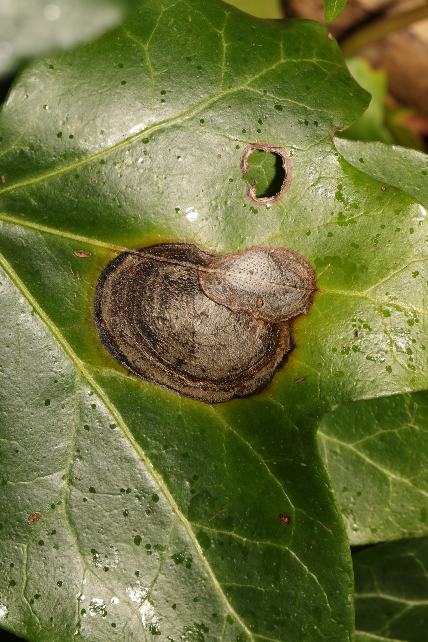 Didymellaceae