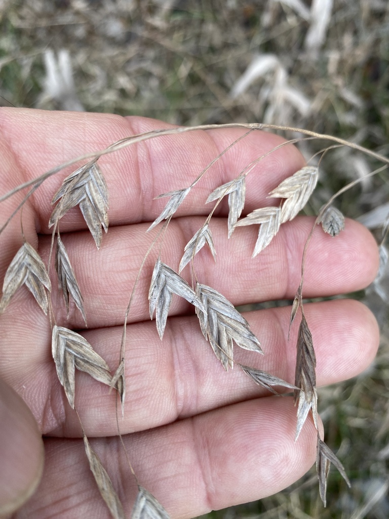 inland wood oats from Fort Worth Nature Center & Refuge, Fort Worth, TX ...